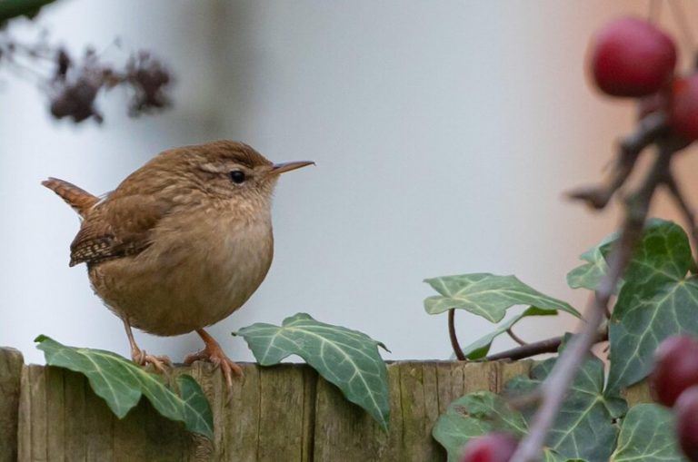 The Wren – Seer, King and Singer – Temple of Cerridwen and The Dark ...