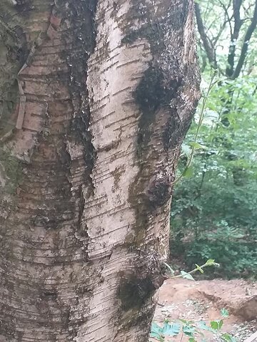 Swynwraig – Birch Medicine – Temple of Cerridwen and The Dark Goddesses ...